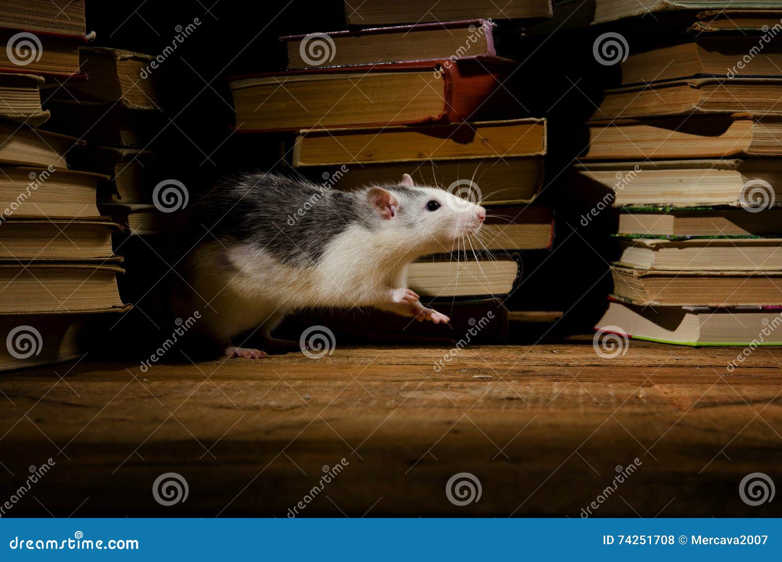 Rats and books. stock photo. Image of literature, antique - 74251708
