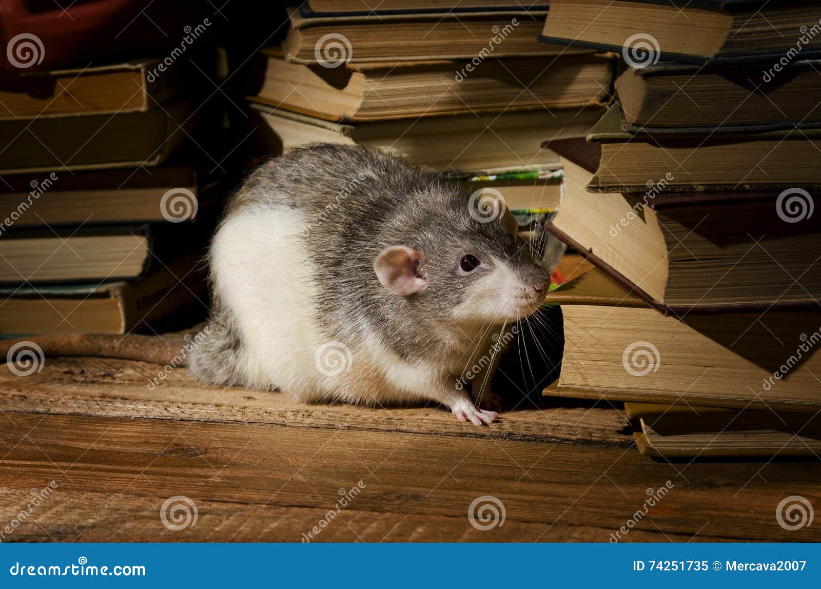Rats and books. stock image. Image of library, reading - 74251735