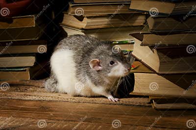 Rats and books. stock image. Image of library, reading - 74251735