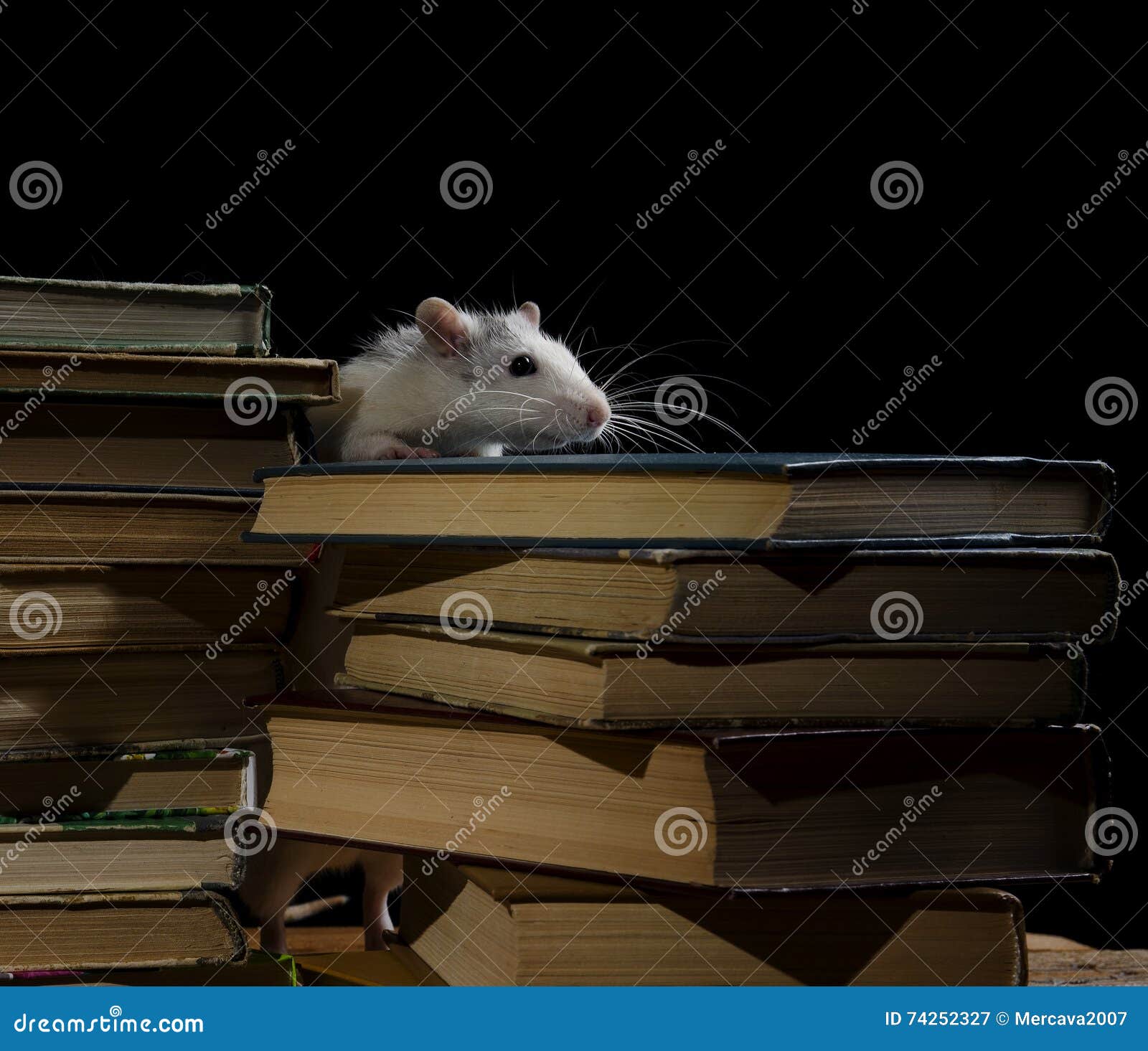 Rats and books. stock image. Image of mouse, animals - 74252327