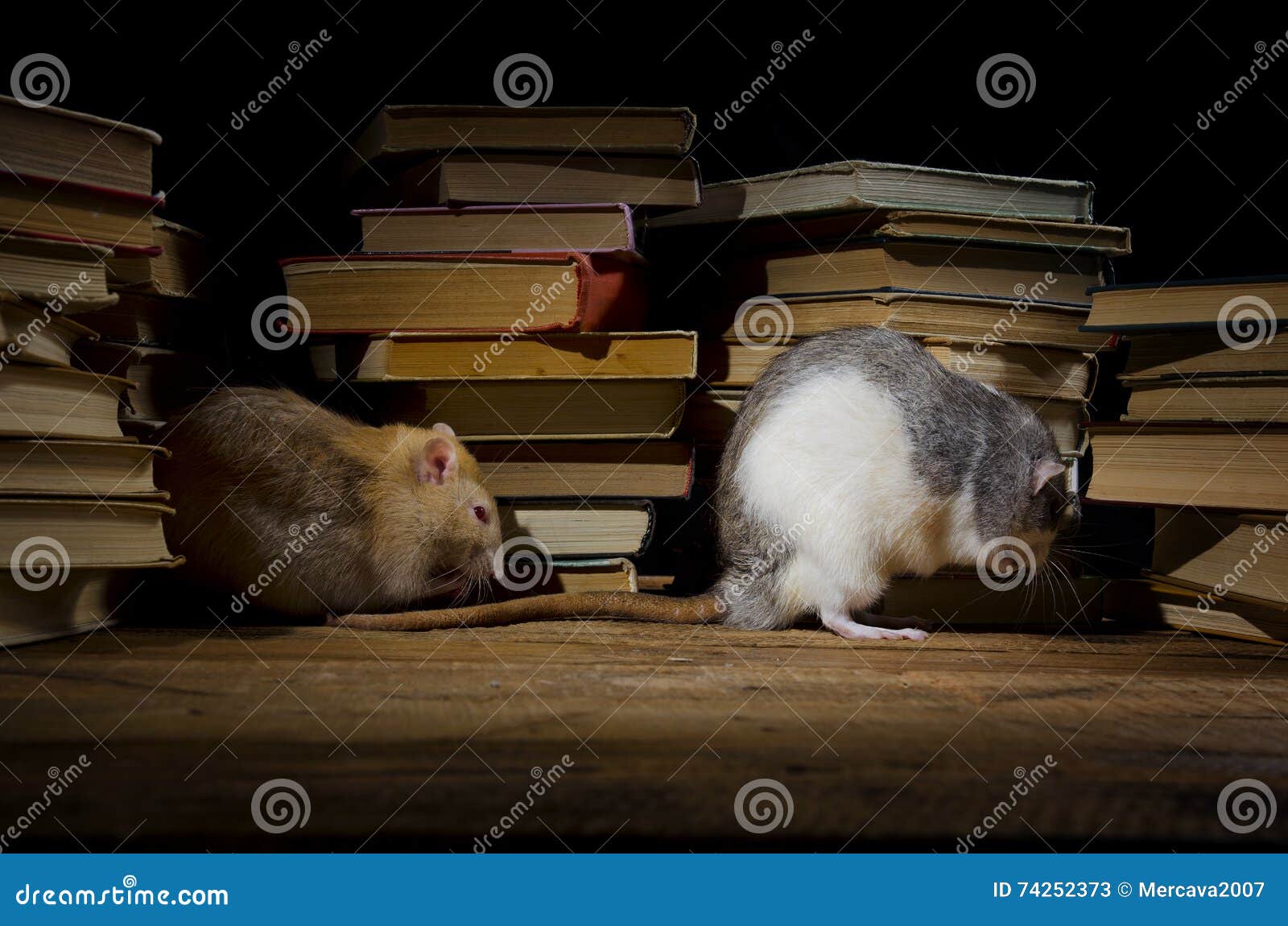 Rats and books. stock image. Image of antique, books - 74252373