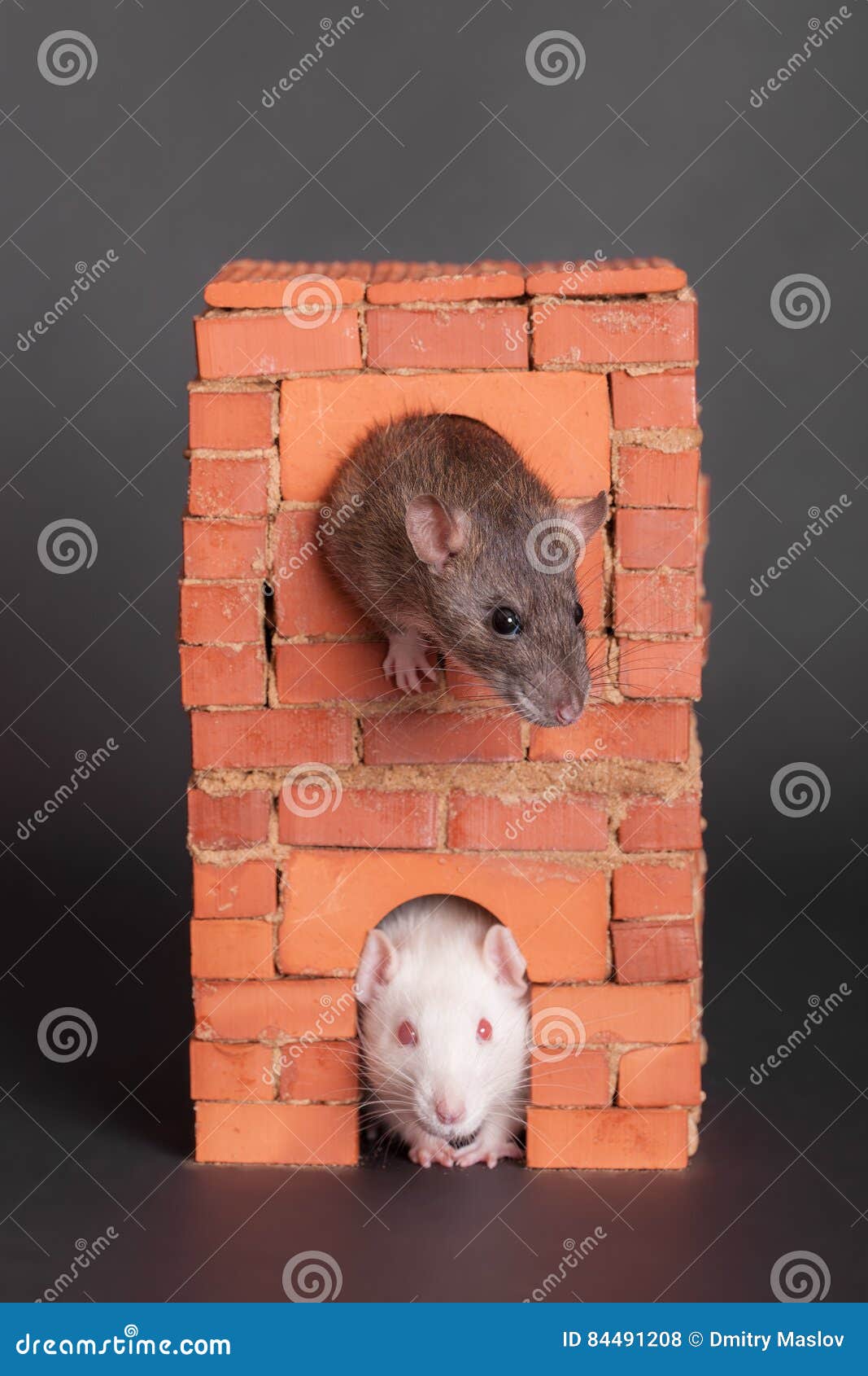 Rats in a brick house stock photo. Image of nose, whisker - 84491208