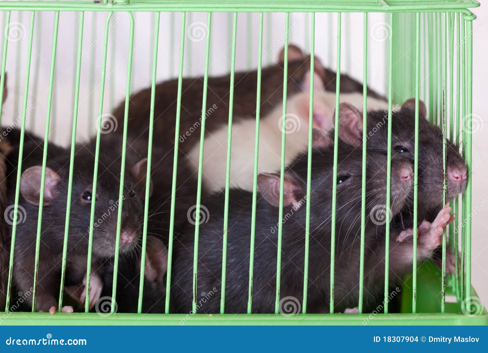 Rats in cage stock photo. Image of whisker, domestic - 18307904