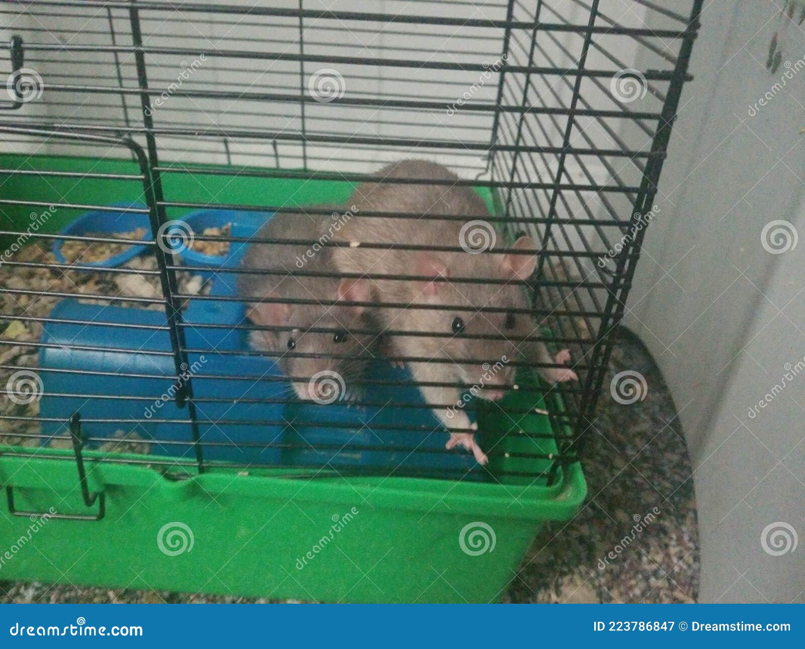 Rats in a cage stock image. Image of mammal, animals - 223786847