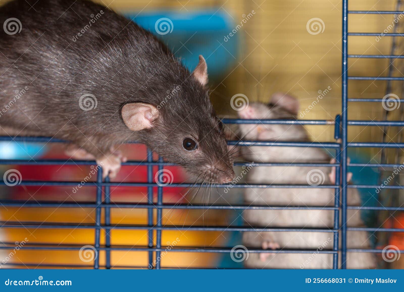 Rats in a cage close up stock image. Image of whiskers - 256668031