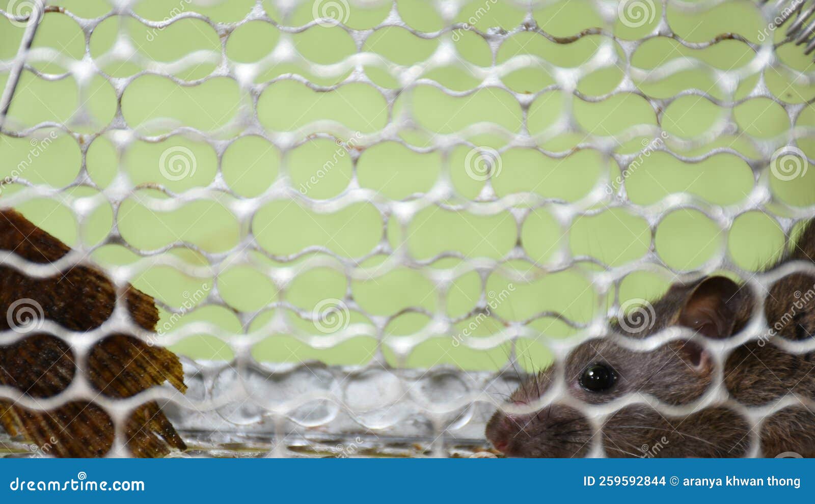 Rats in a Cage Made of Metal Stock Photo - Image of bubonic, nibble ...