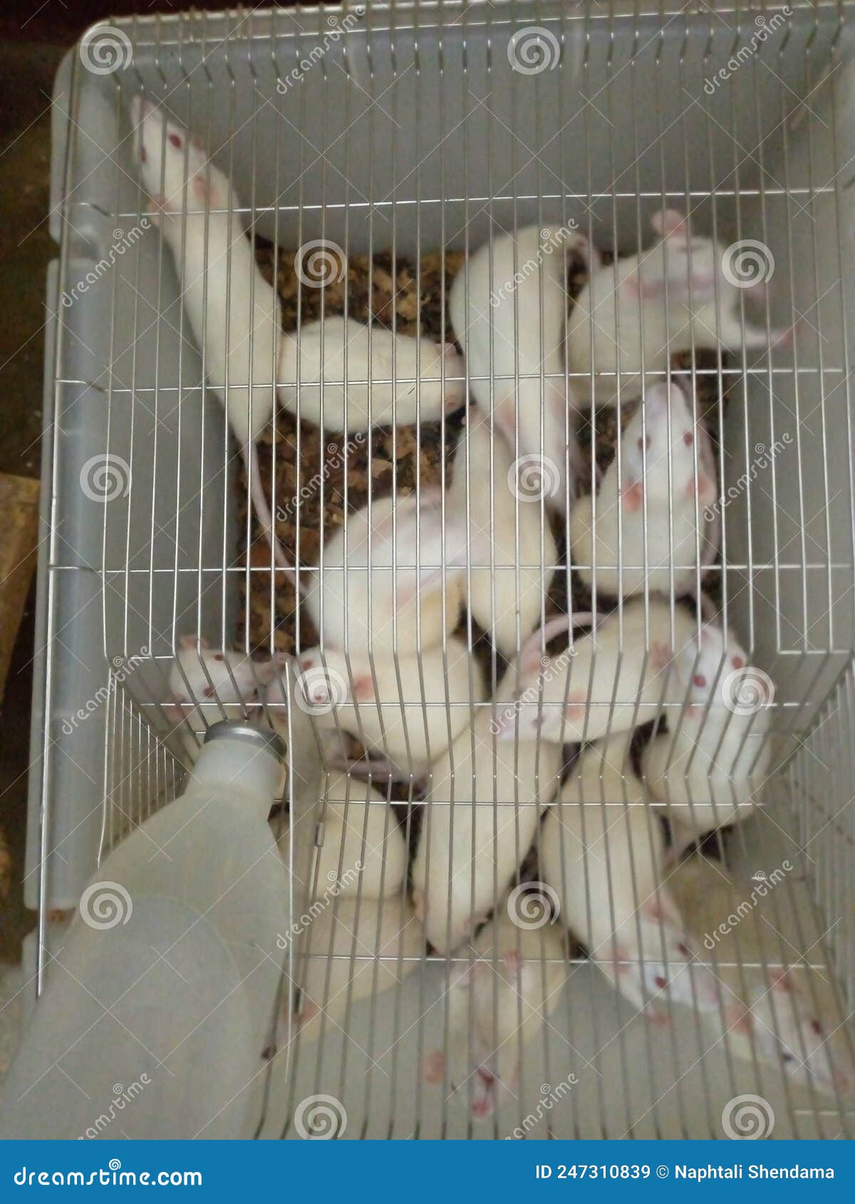 Rats in a cage stock image. Image of beak, carnivore - 247310839