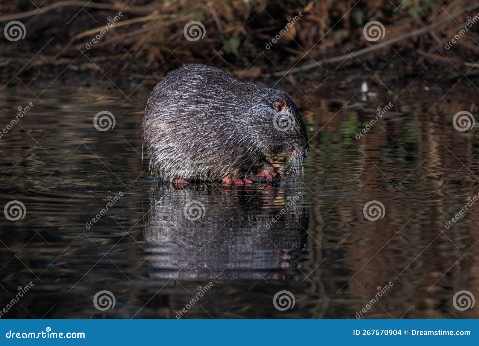 Rats Caught Cold after a Day of Rain in the Garden Area Stock Photo ...