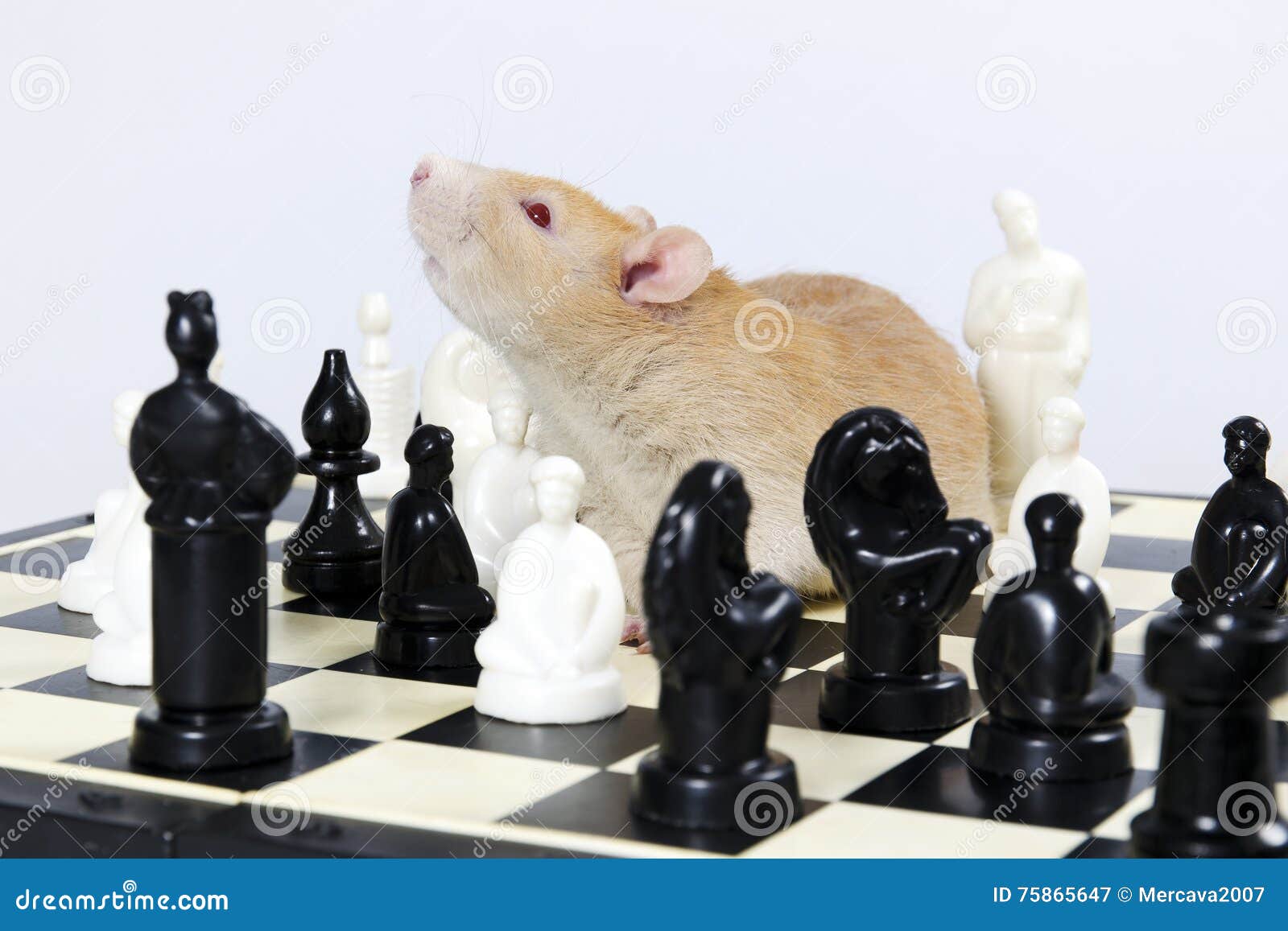Rats and chess. stock image. Image of chess, checkmate - 75865647