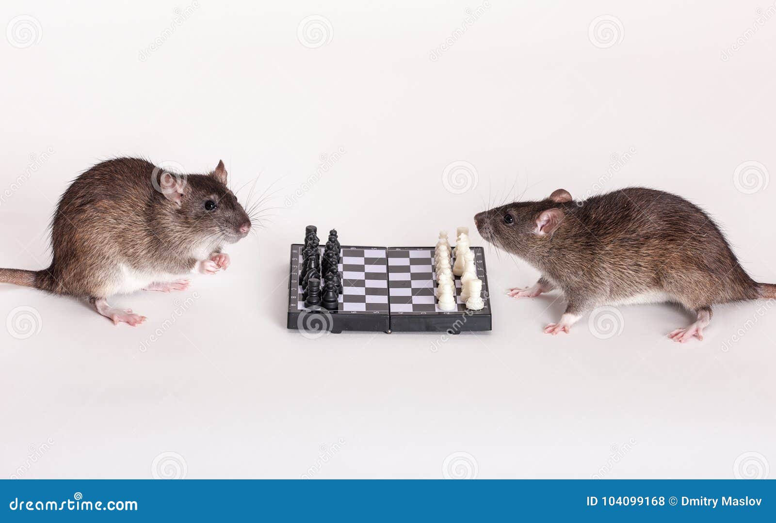 Rats and chess stock photo. Image of pets, chess, white - 104099168