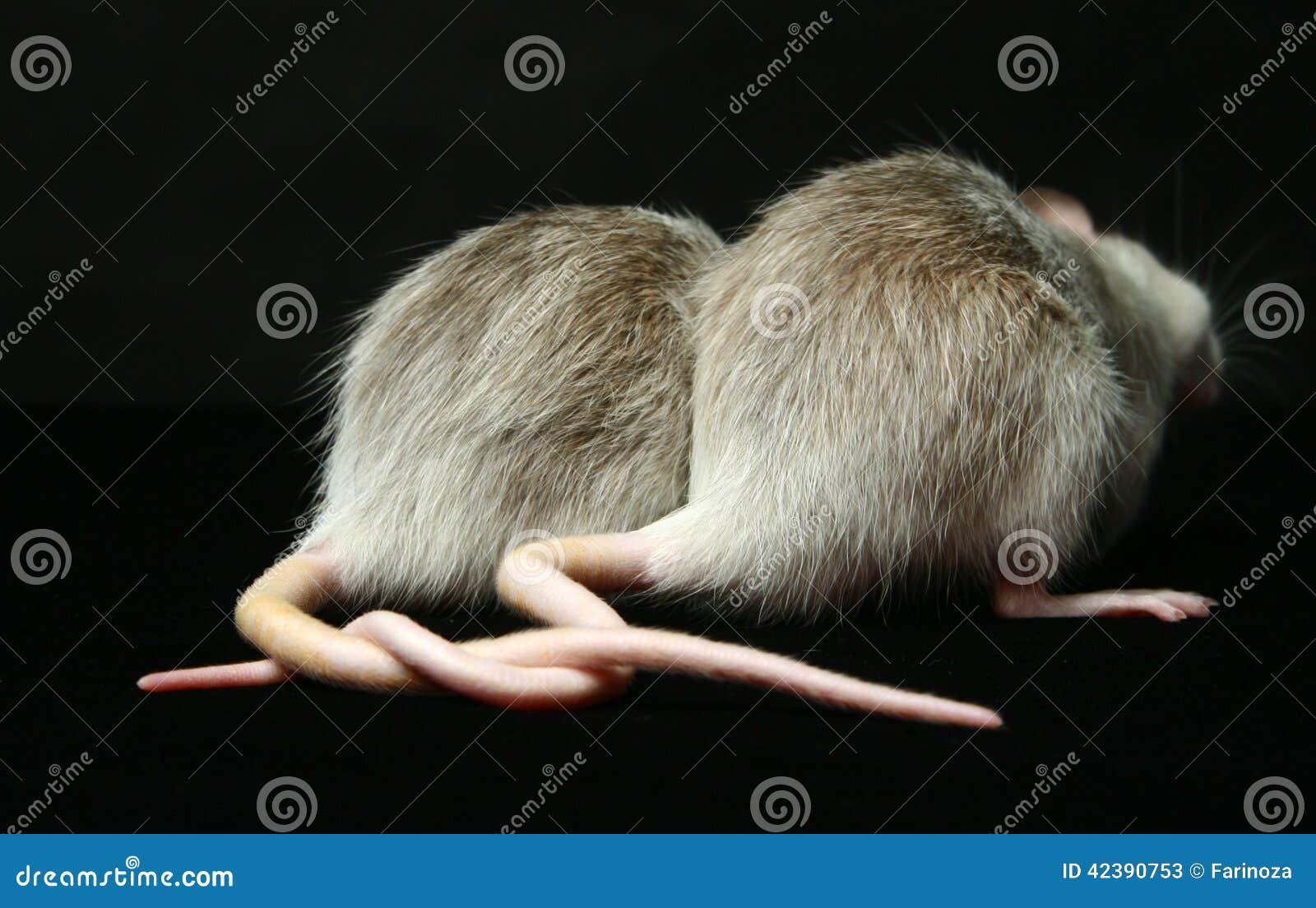 Rats Connected Tails Stock Photos - Free & Royalty-Free Stock Photos ...