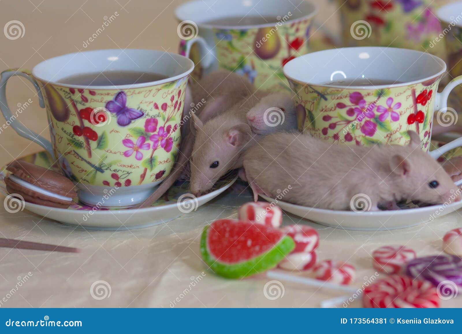 Rats among cups of tea and stock image. Image of proper - 173564381