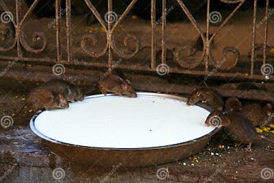 Rats drinking milk stock photo. Image of dirty, holy - 28411468