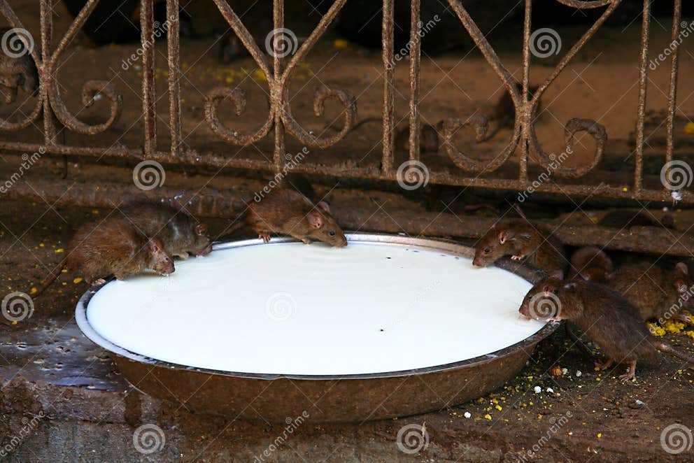 Rats drinking milk stock photo. Image of dirty, holy - 28411468