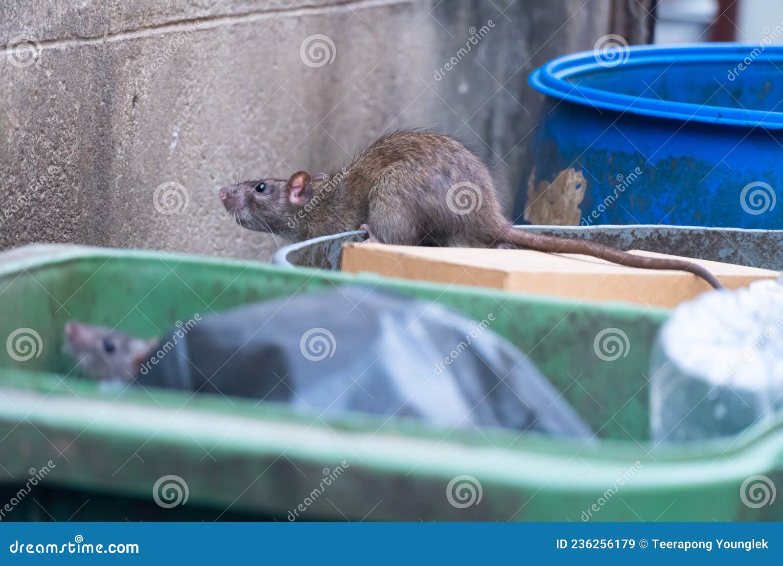 The Rats are Eating in the Trash in the Big City Stock Image - Image of ...