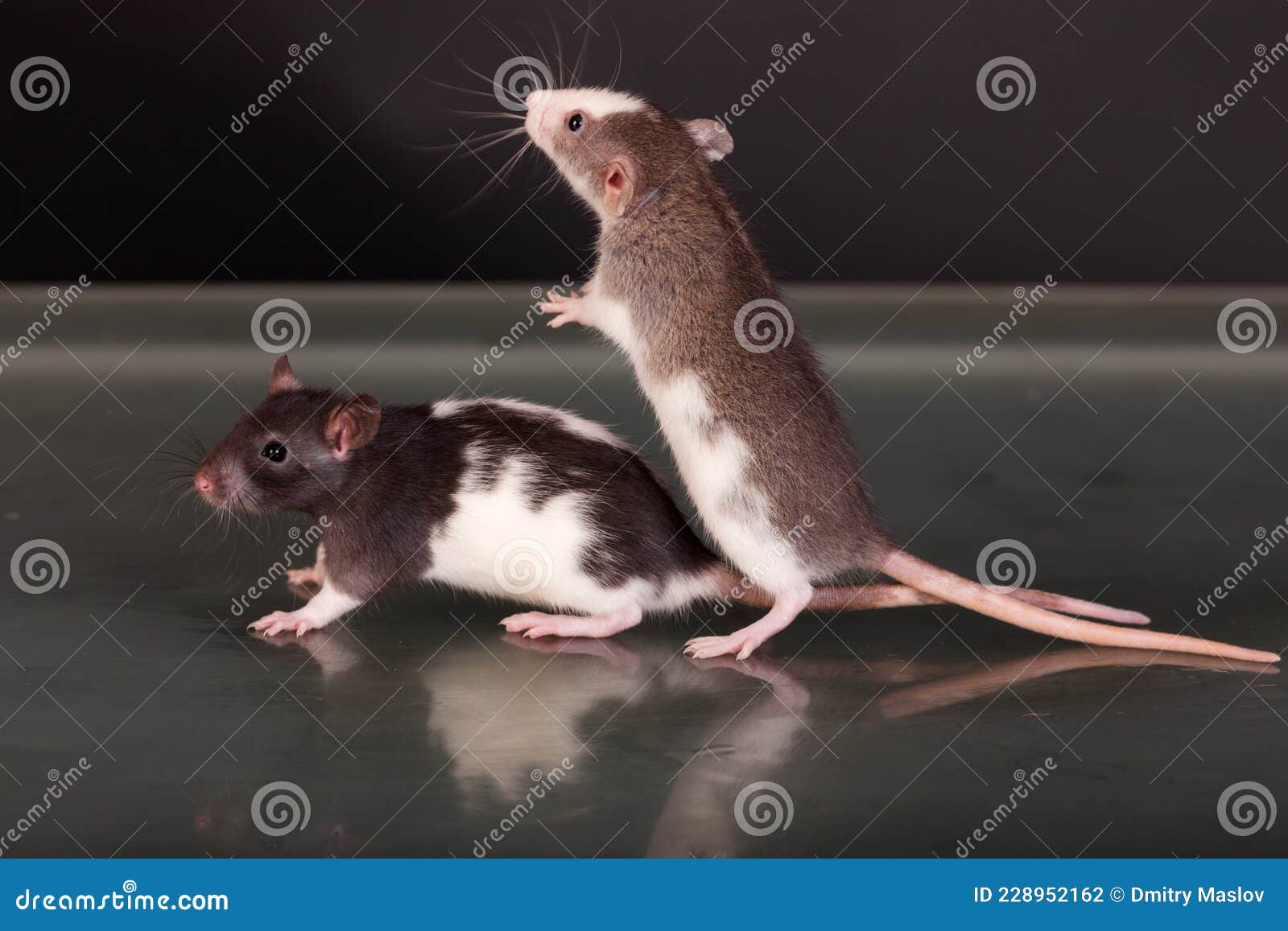 Rats on a glass table stock photo. Image of beauty, tail - 228952162