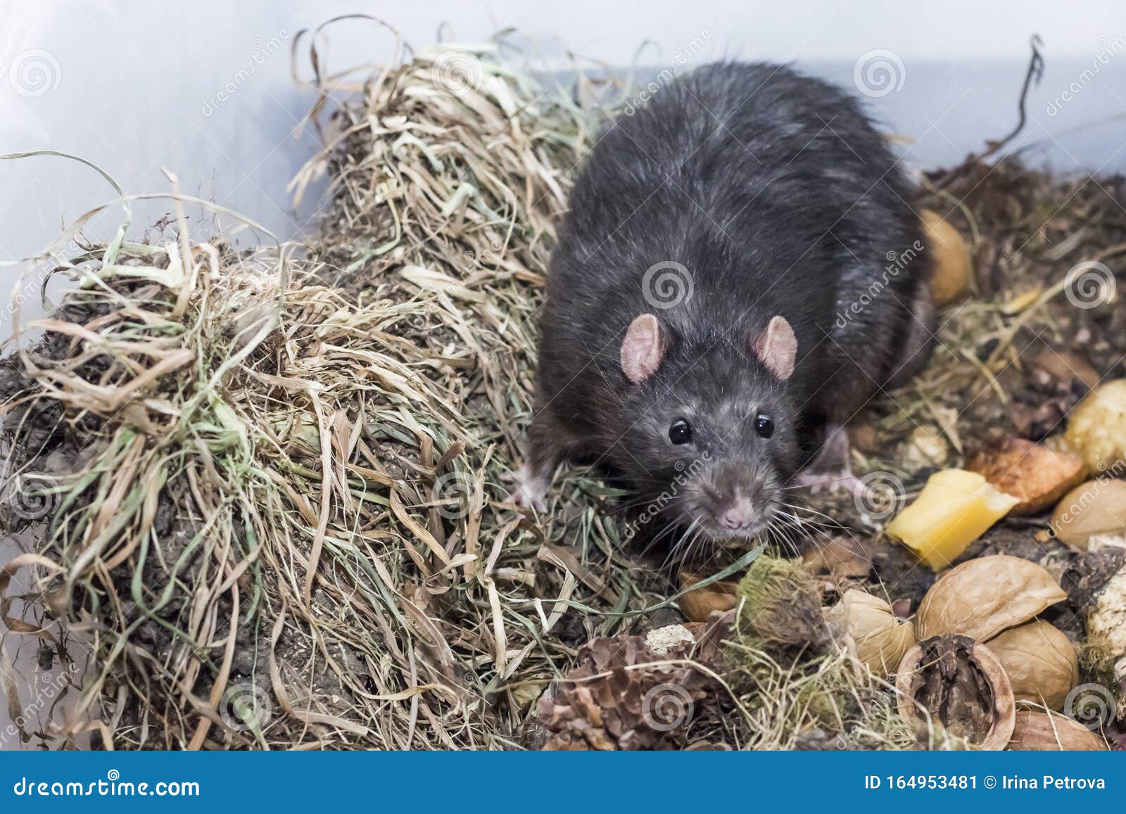 Rats Gris De Compagnie Dans Leur Enceinte, Symbole 2020 Image stock ...