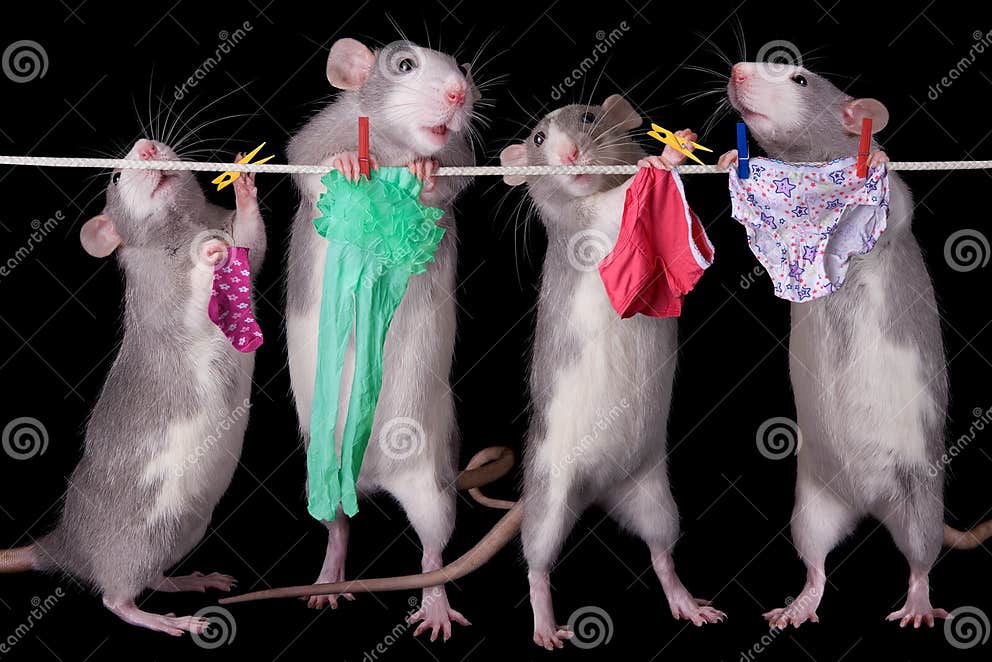 Rats Hanging Laundry stock image. Image of horizontal - 10266617