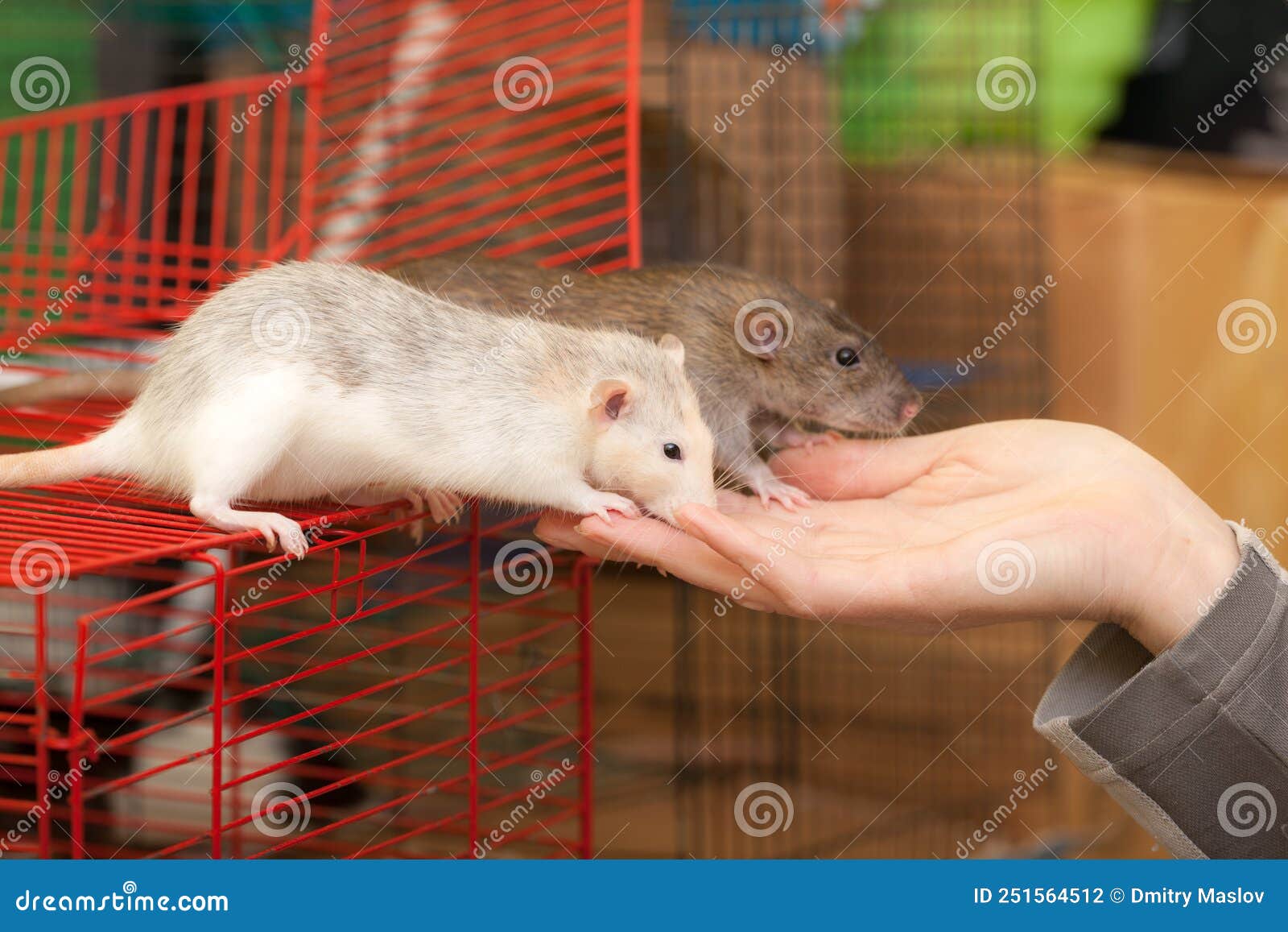 Rats and a human hand stock photo. Image of cage, rodent - 251564512
