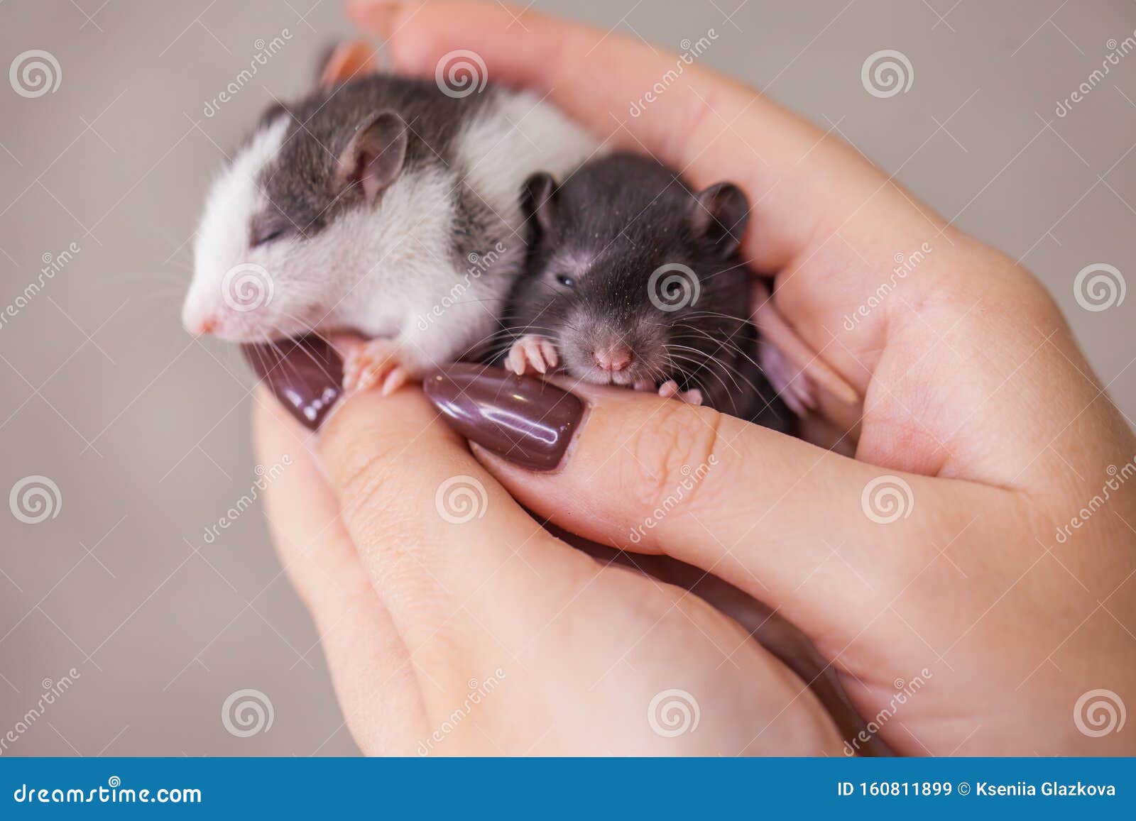 Rats in Human Hands. Two Small Decorative Rats Stock Image - Image of ...