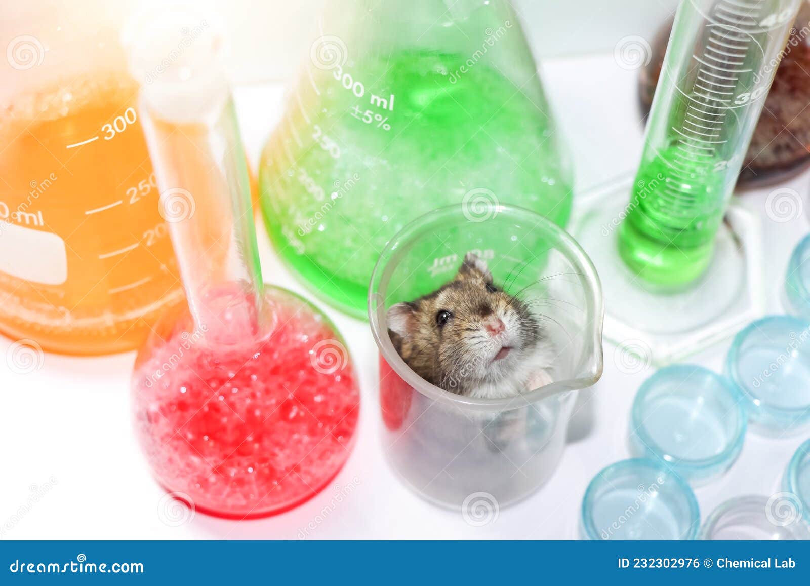 Rats in laboratory stock photo. Image of biology, cute - 232302976