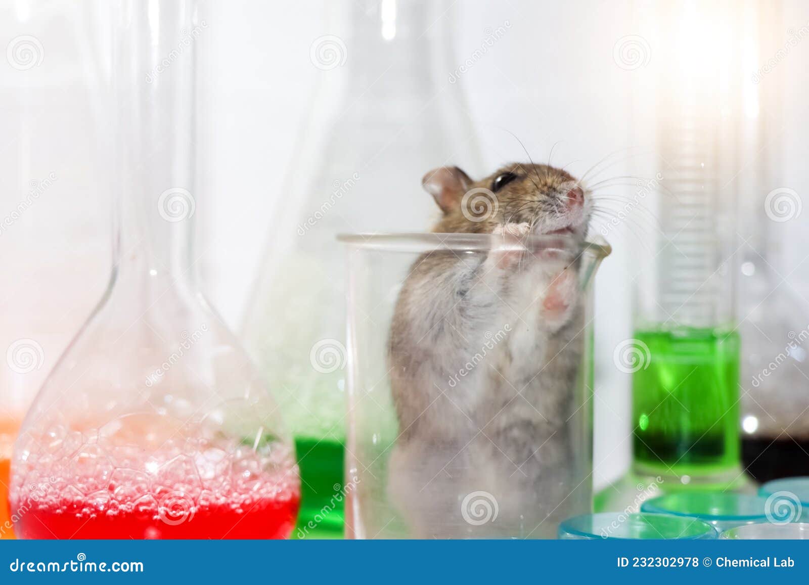 Rats in laboratory stock photo. Image of animal, mice - 232302978