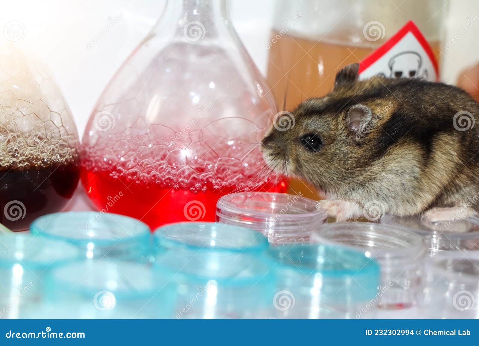 Rats in laboratory stock photo. Image of equipment, biotechnology ...