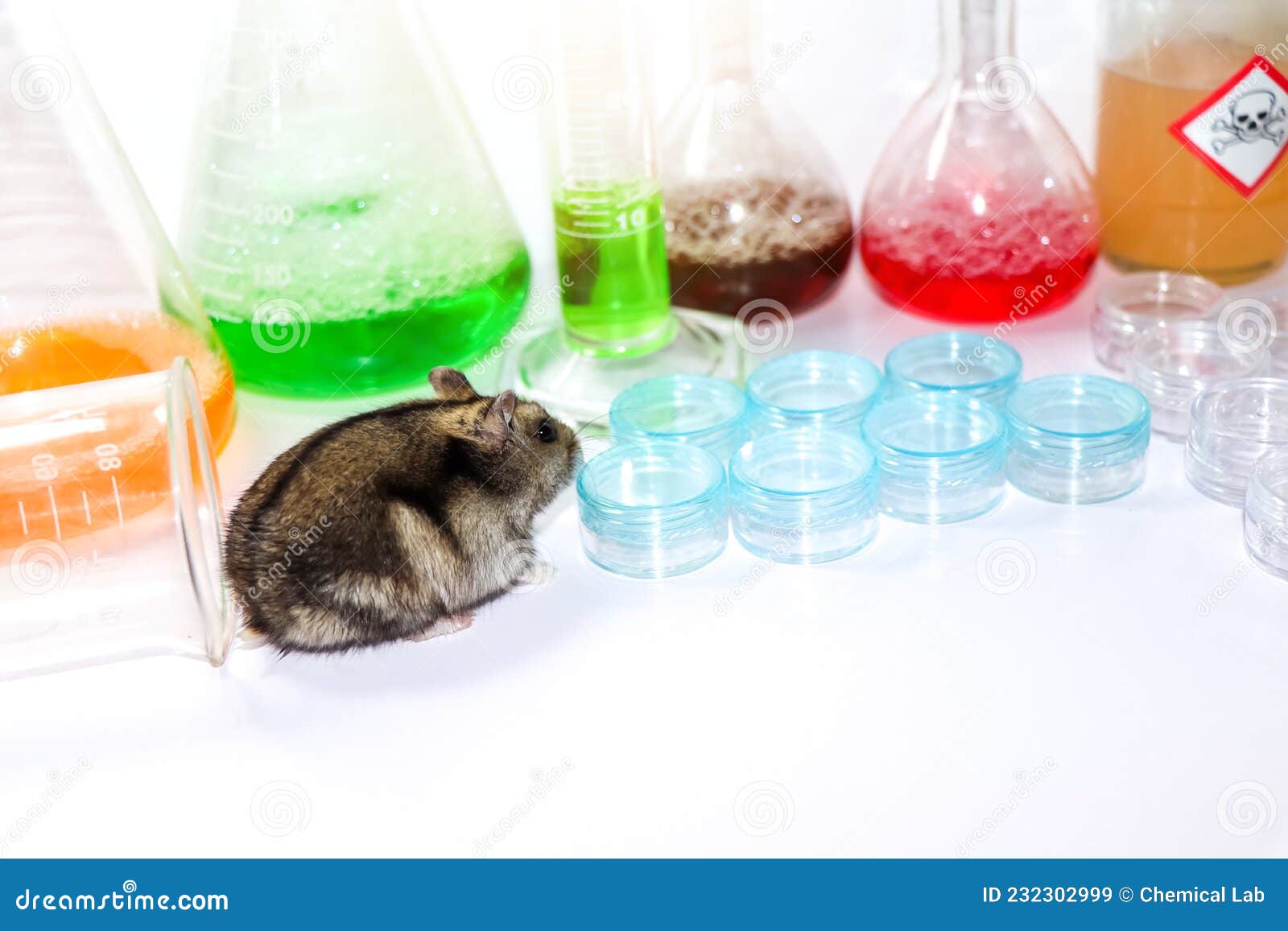 Rats in laboratory stock image. Image of doctor, liquid - 232302999