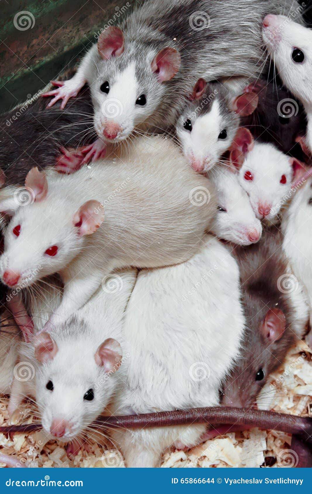 Rats stock photo. Image of sitting, eyes, home, white - 65866644