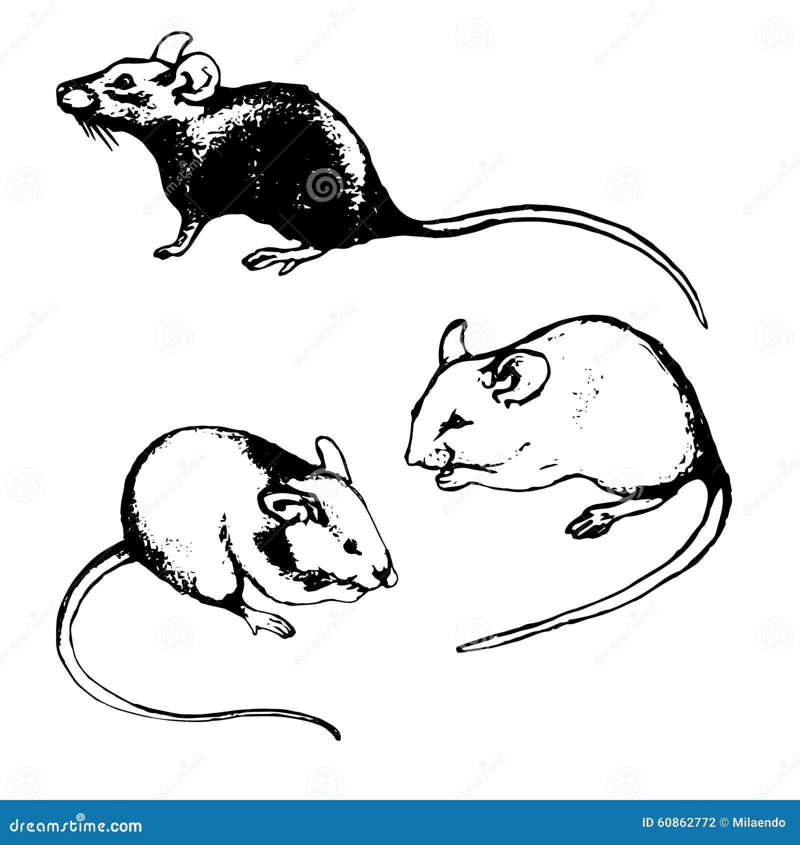 Rats, Mice and Graphic Sketches (set) Stock Vector - Illustration of ...