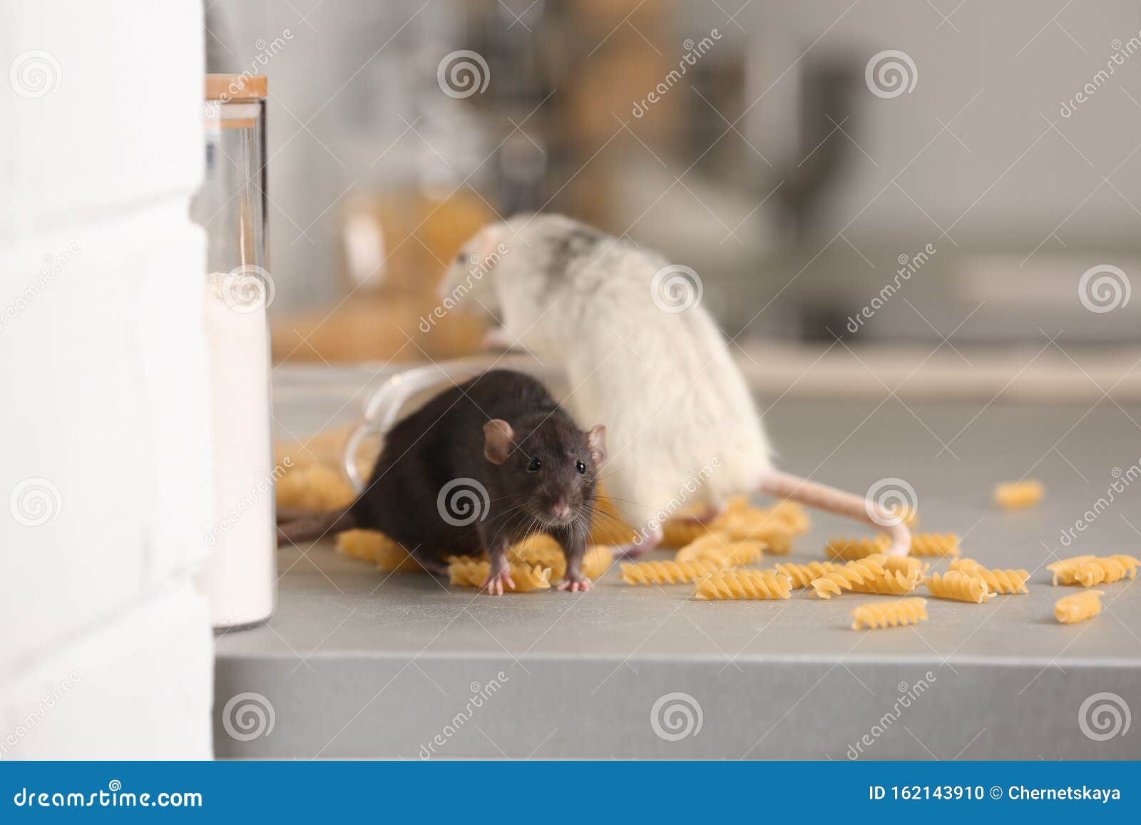 193 Rats Kitchen Stock Photos - Free & Royalty-Free Stock Photos from ...