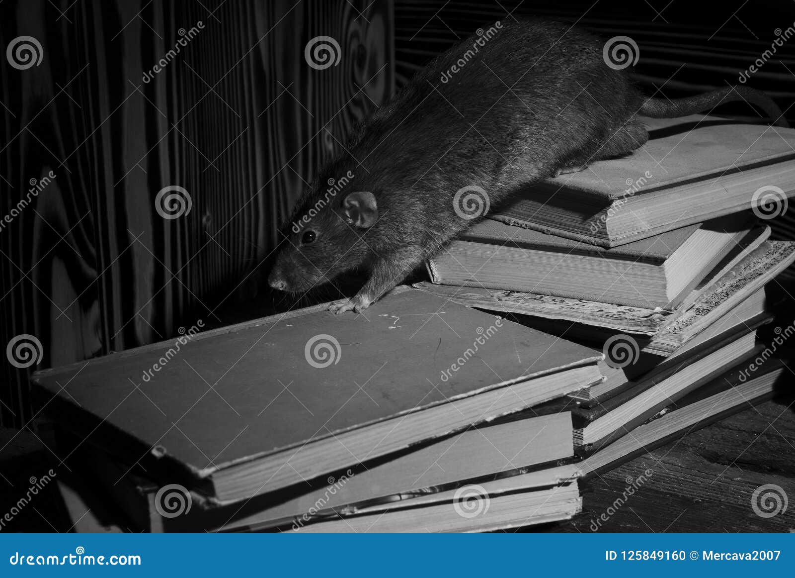 Rats and old books. stock photo. Image of small, learning - 125849160