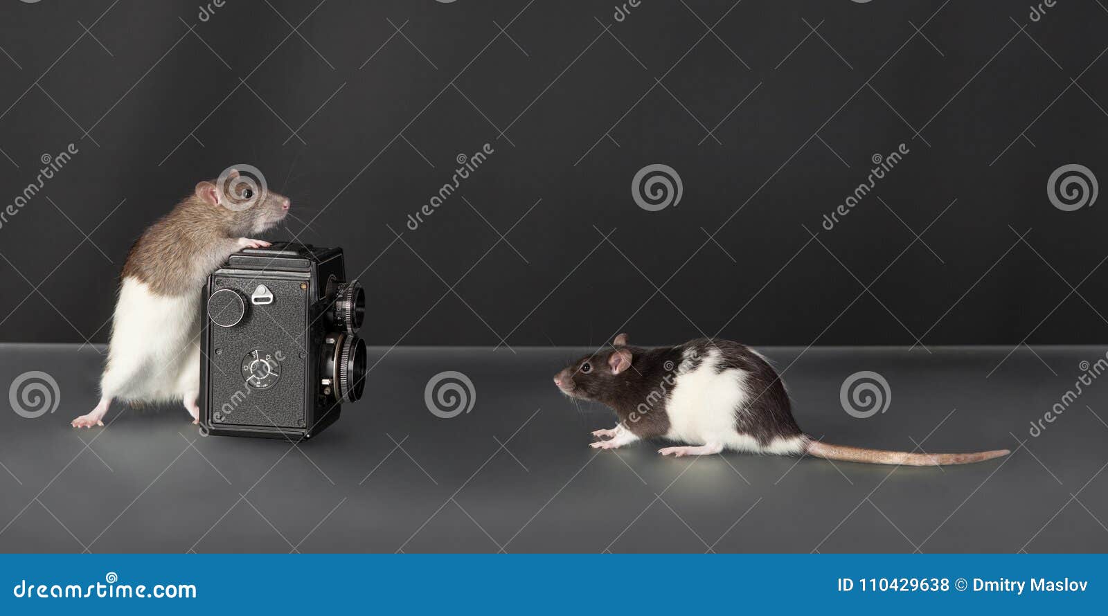 Rats with an old camera stock photo. Image of closeup - 110429638