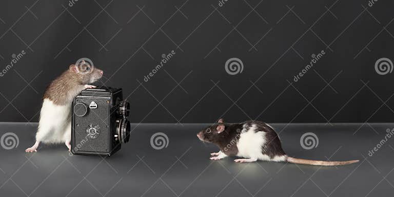 Rats with an old camera stock photo. Image of closeup - 110429638