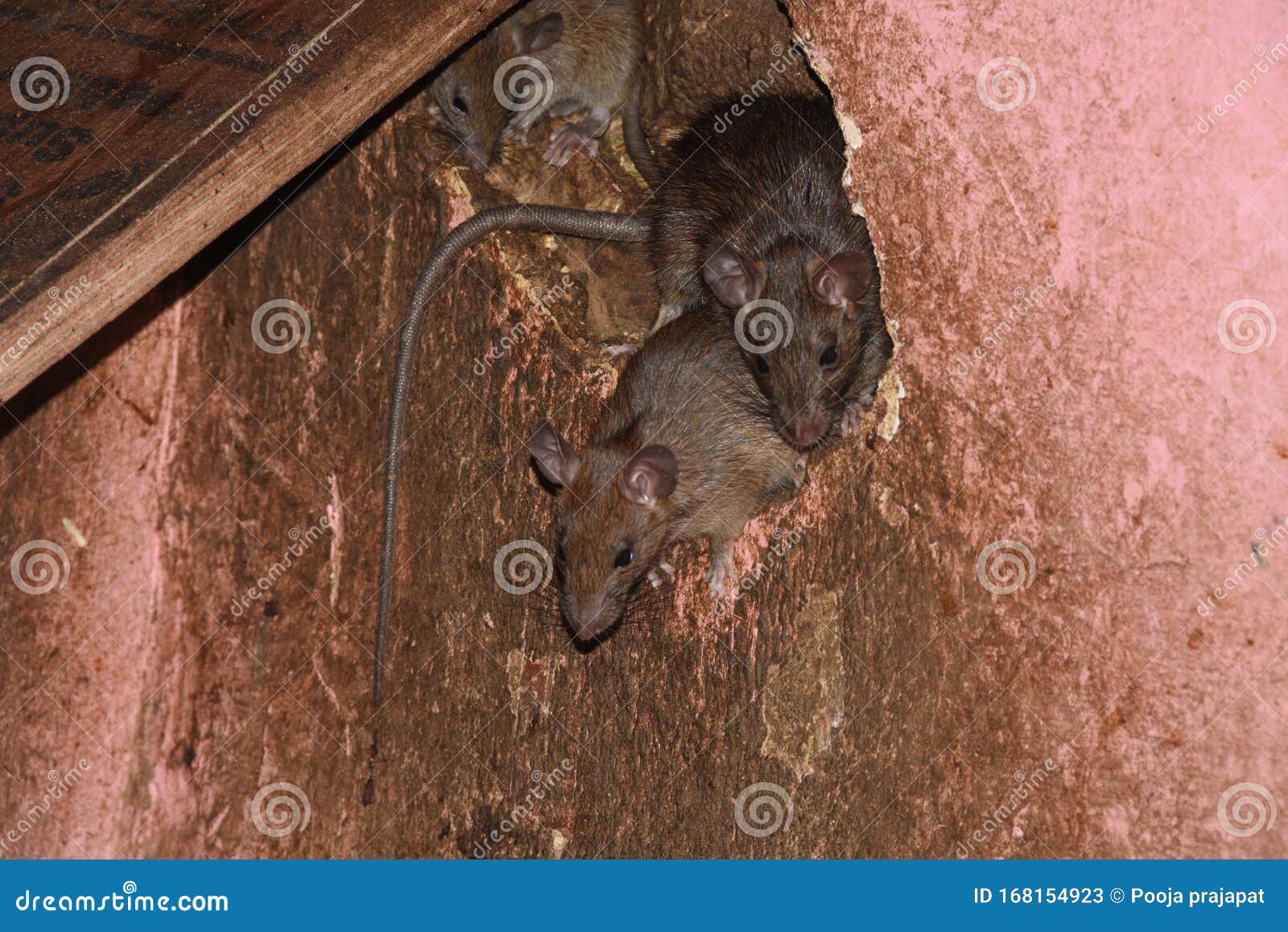130 Rat Peep Photos - Free & Royalty-Free Stock Photos from Dreamstime
