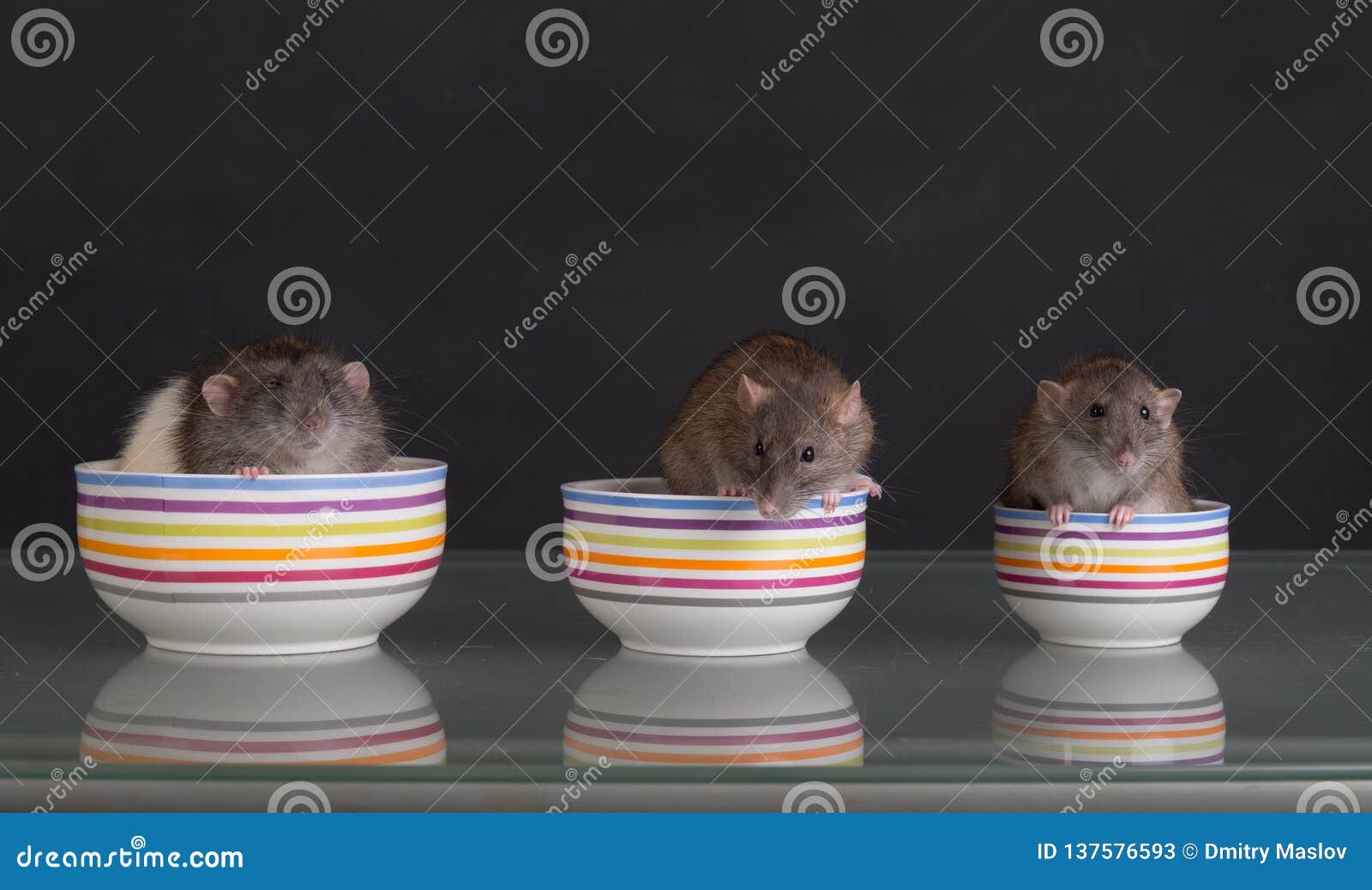Rats in Plates on a Glass Table Stock Image - Image of mammals, black ...