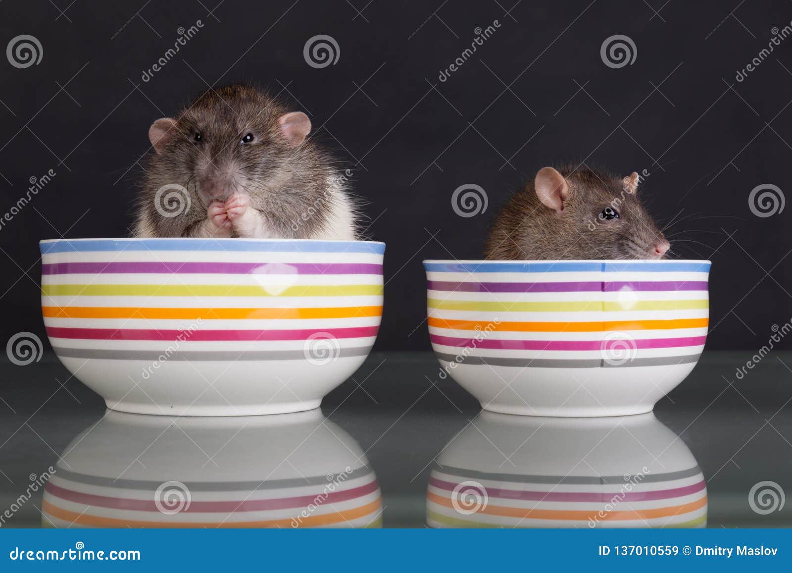 Rats in Plates on a Glass Table Stock Image - Image of domestic ...