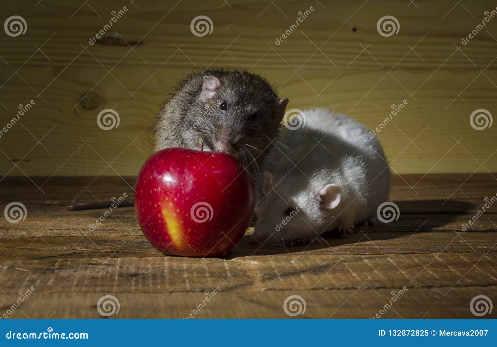 Rats and a red apple stock image. Image of cute, eating - 132872825