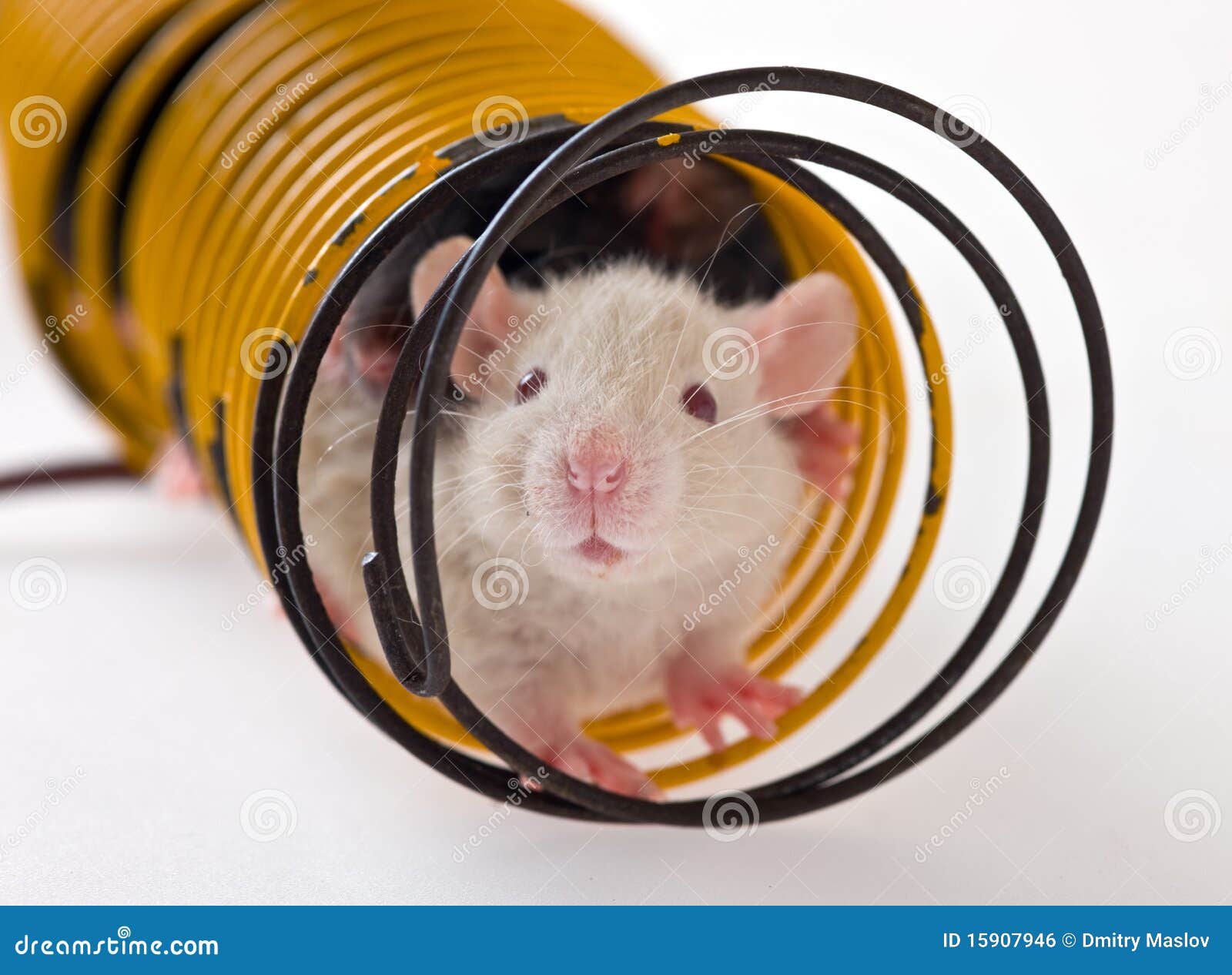 Rats in a spring stock photo. Image of portrait, playful - 15907946