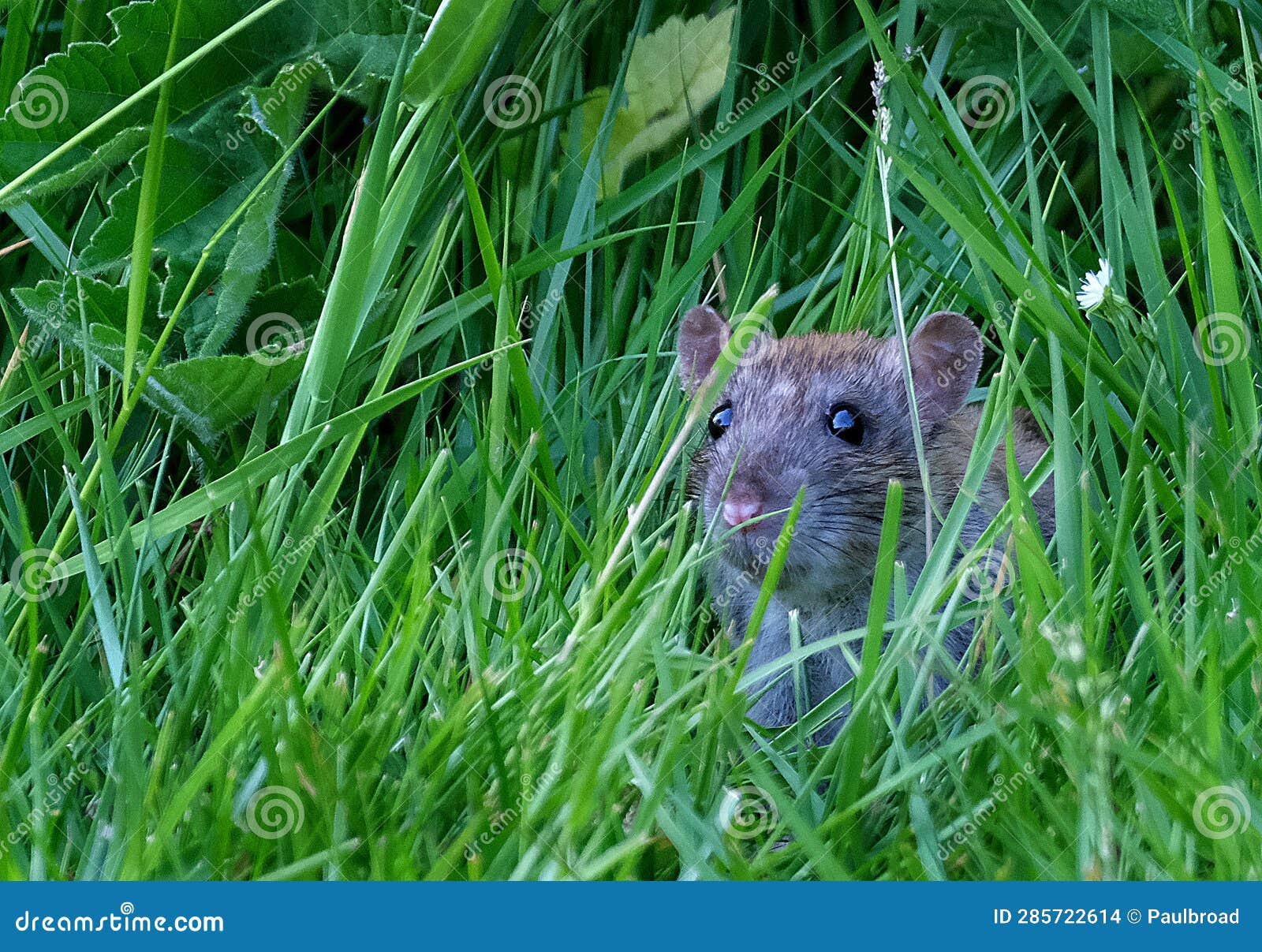 Rats are Various Medium-sized, Long-tailed Rodents. Stock Photo - Image ...