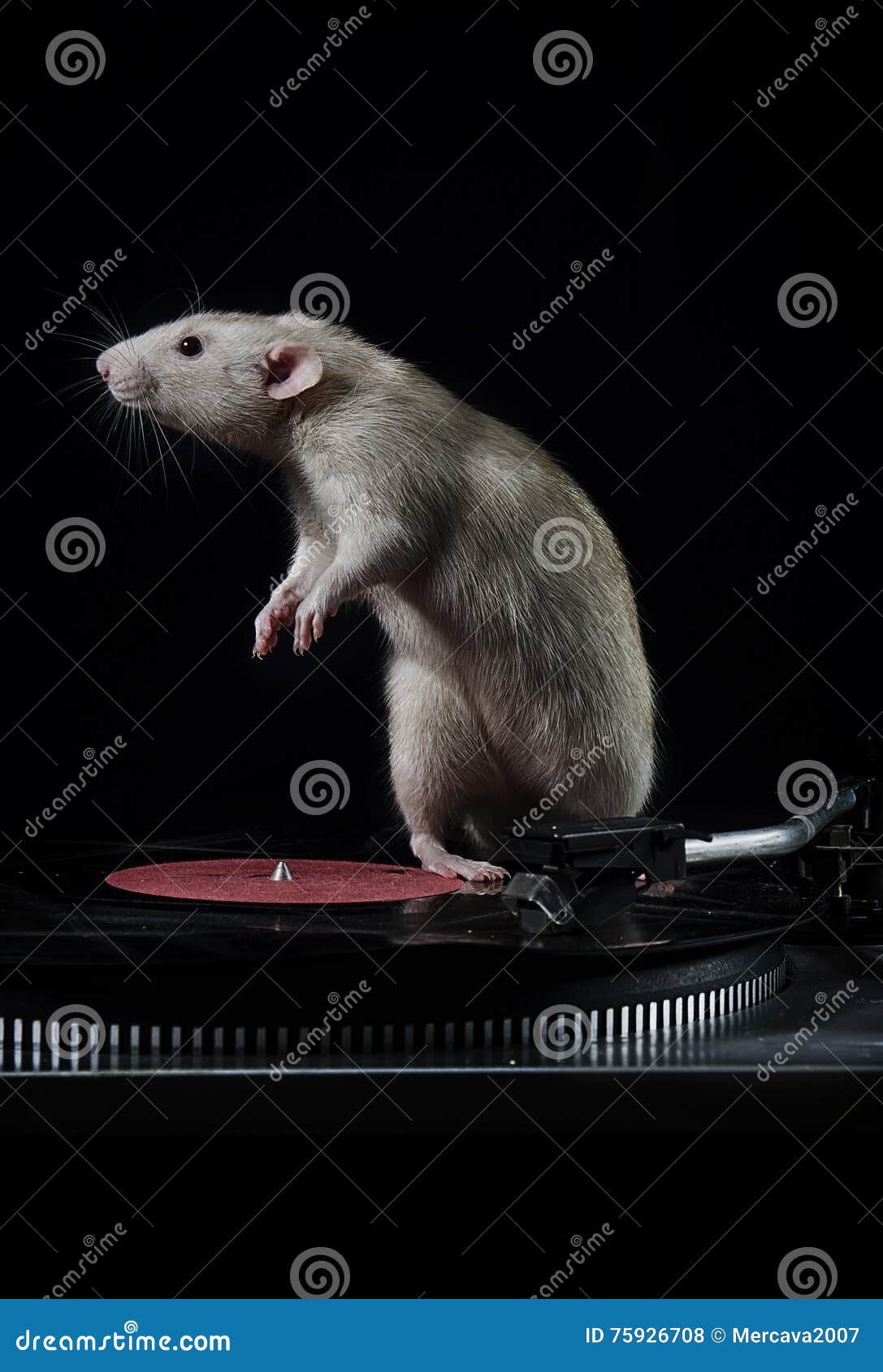 Rats and vinyl player. stock photo. Image of cute, playing - 75926708