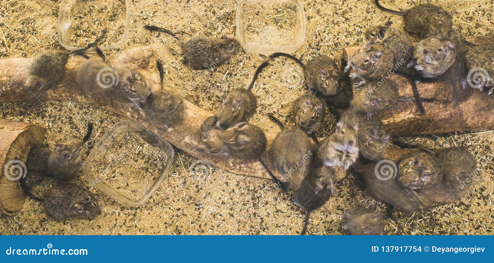 Rats on wood stock photo. Image of house, nose, grey - 137917754