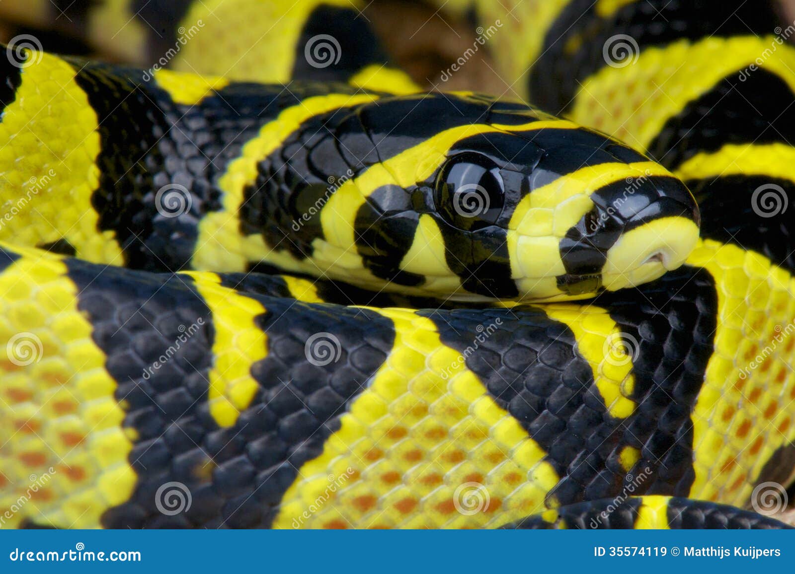 Ratsnake De Mandarine/mandarinus D'Euprepiophis Image stock - Image du ...