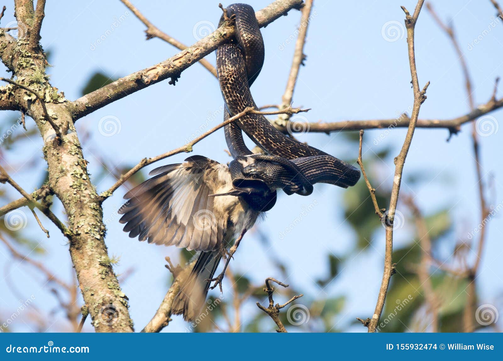 Ratsnake Devouring a Mockingbird Hanging in a Tree Stock Photo - Image ...