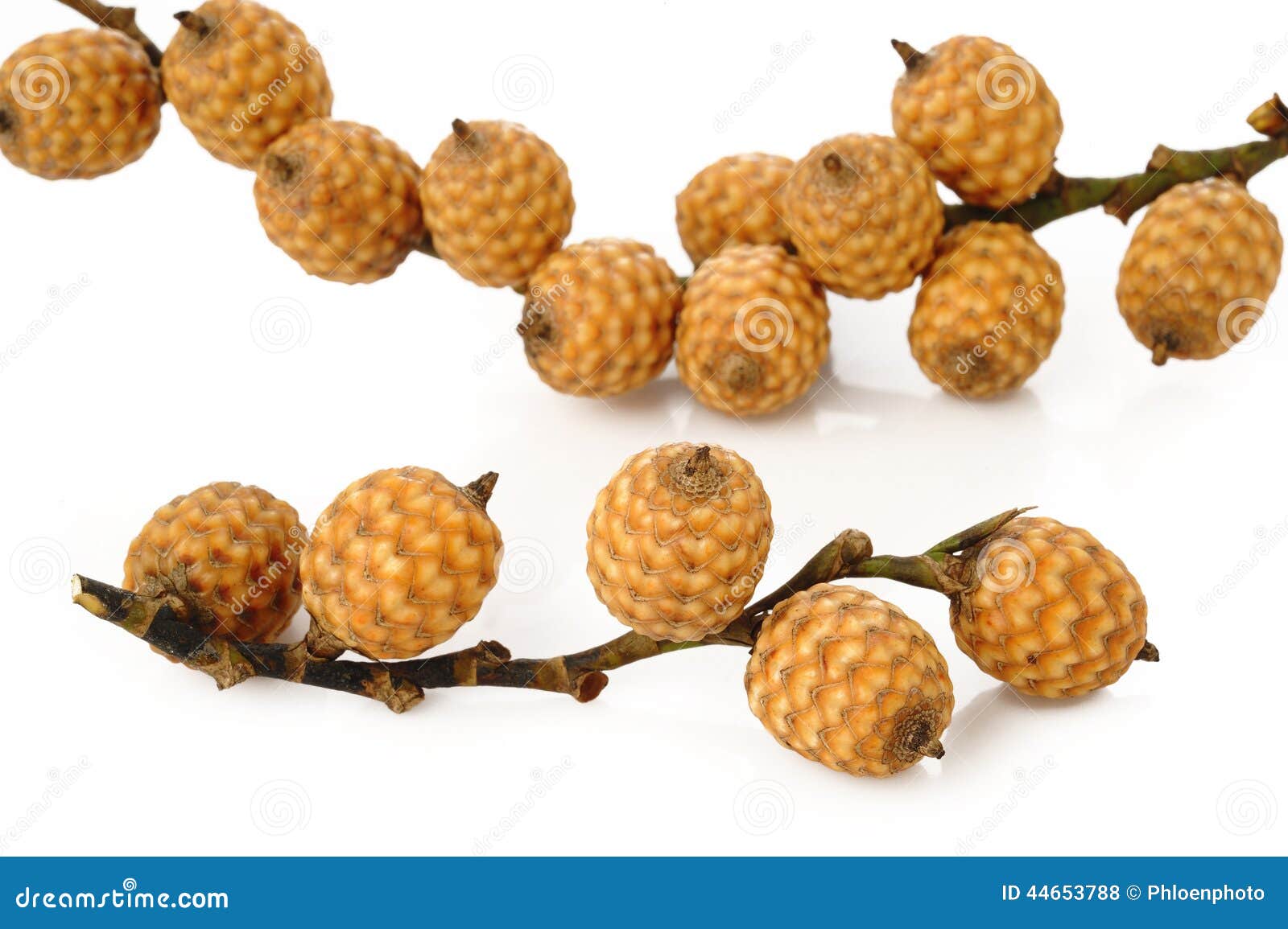 Rattan Fruit