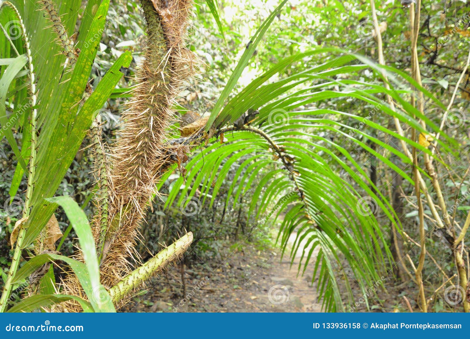 Rattan Palm Background Royalty-Free Stock Photography | CartoonDealer ...