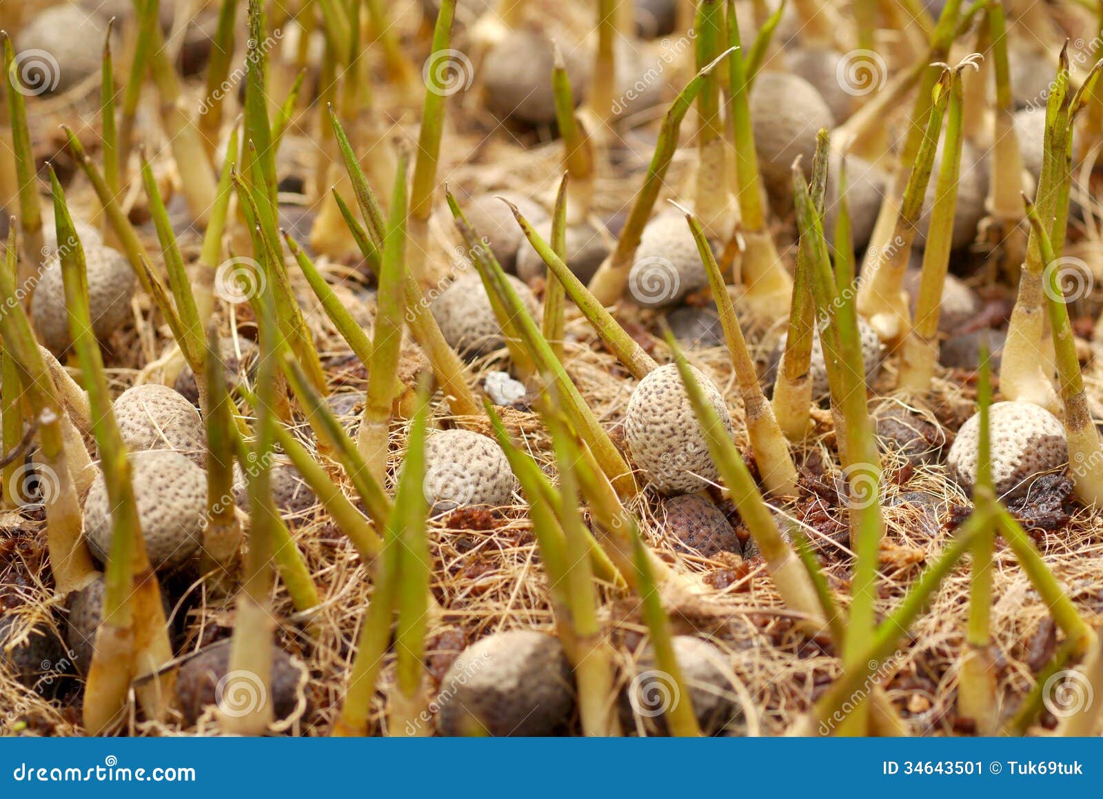 Rattan seedlings stock image. Image of garden, natural - 34643501