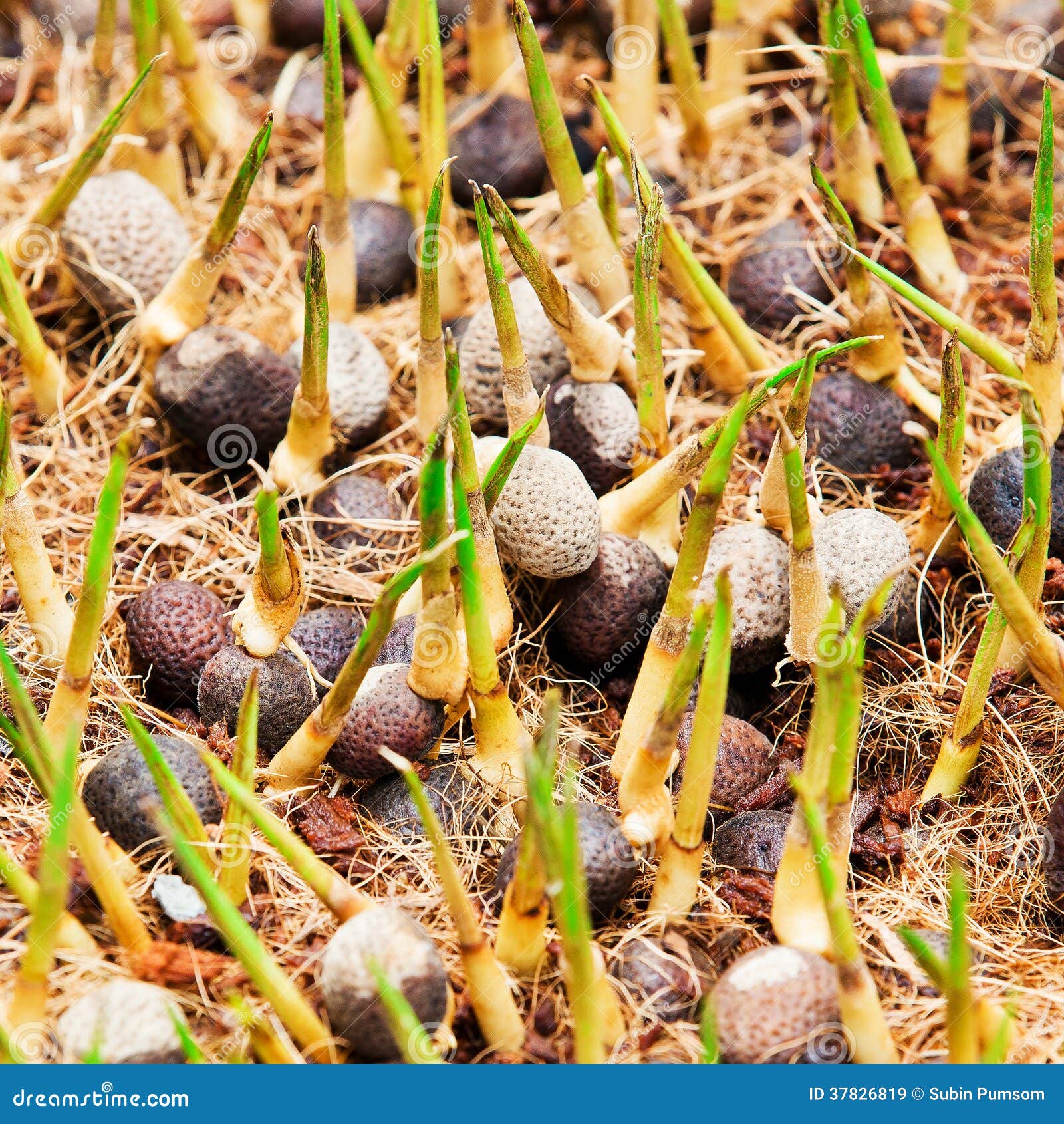 Rattan seedlings. stock image. Image of yellow, basketry - 37826819