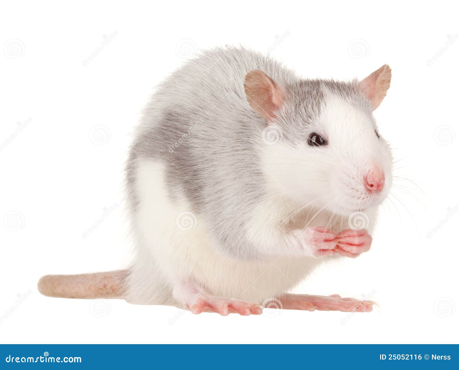 Ratte stockfoto. Bild von porträt, wekzeugspritze, braun - 25052116