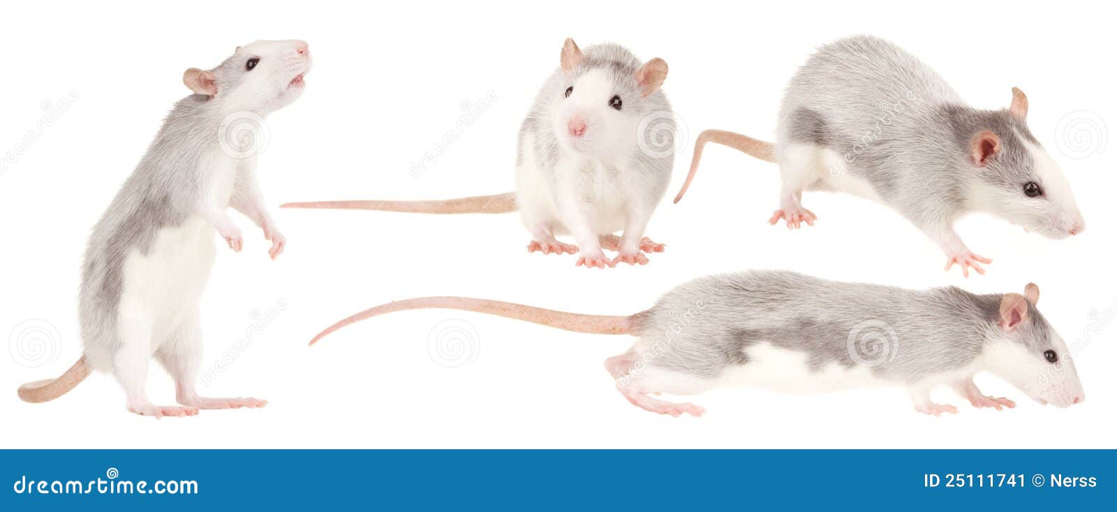 Ratte stockbild. Bild von tier, grau, tatze, plage, porträt - 25111741